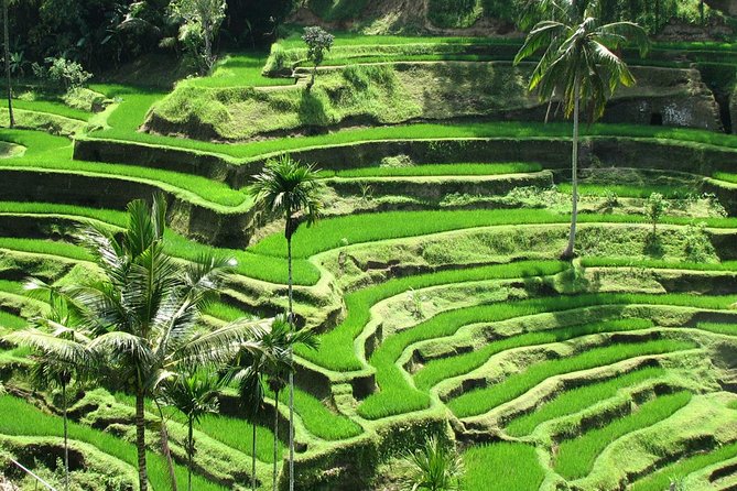 Private Tour: Bali in a Day - What the Reviews Say About the Experience