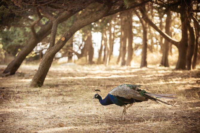 Private Tour: Best of Rhodes in One Day (Full Island Tour) - Customizing Your Tour