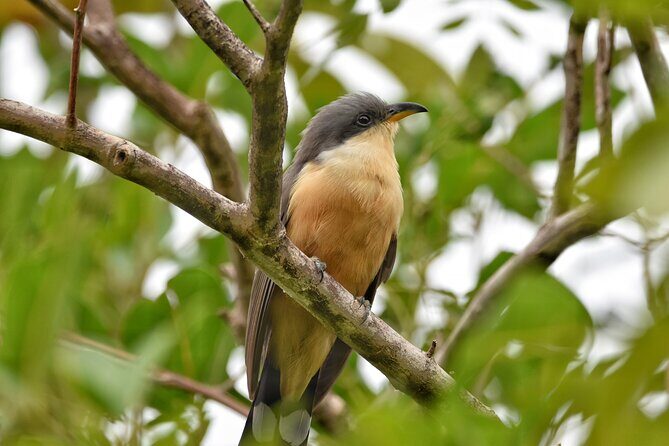 Private Tour Bird Watching in St Lucia - Final Thoughts