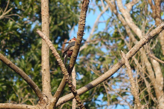 Private Tour: Birdwatching from Cancun - Extra Tips for Future Birders