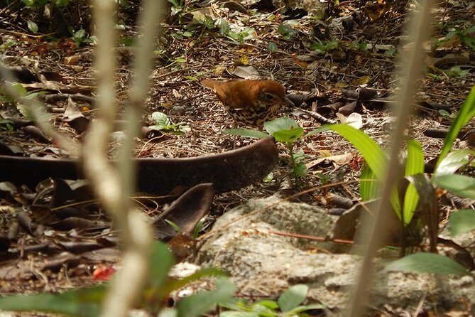 Private Tour: Birdwatching from Cancun - Who Will Love This Tour?