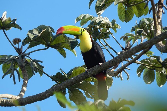 Private Tour: Birdwatching from Cancun - The Sum Up: Is This Birdwatching Tour Worth It?