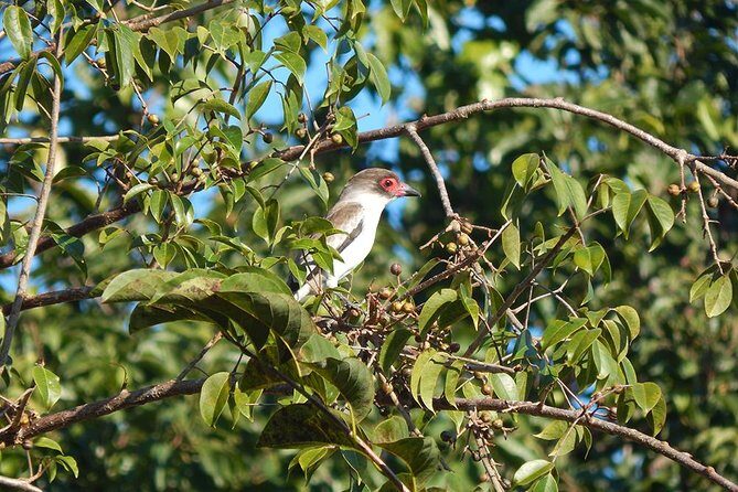 Private Tour: Birdwatching from Cancun - FAQs