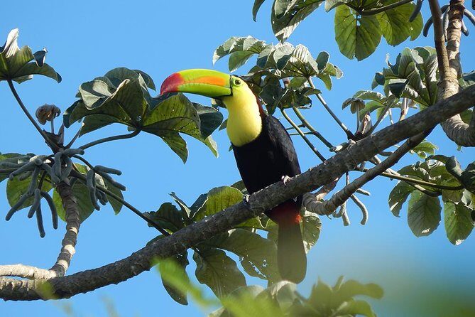Private Tour: Birdwatching Playa del Carmen - Who Should Take This Tour?