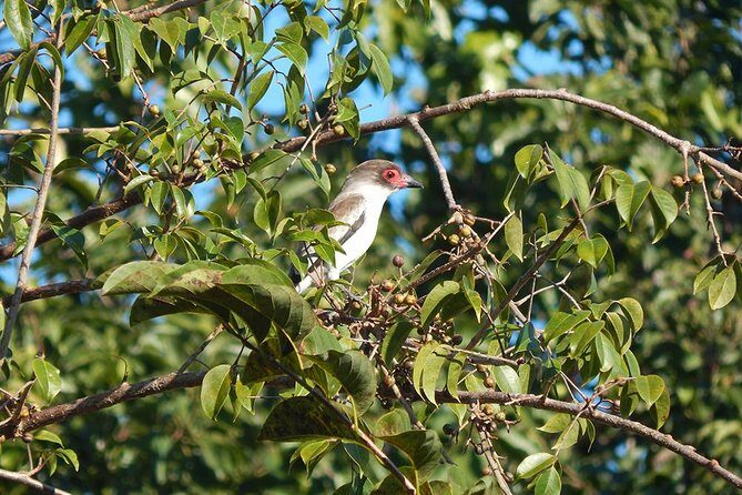 Private Tour: Birdwatching Playa del Carmen - Final Thoughts