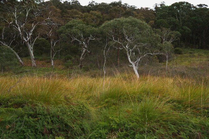 Private Tour Blue Mountains Day Adventure Wildlife + River Cruise - Frequently Asked Questions