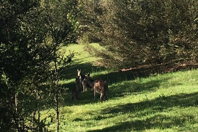 Private Tour Blue Mountains Day Adventure Wildlife + River Cruise - Final Thoughts