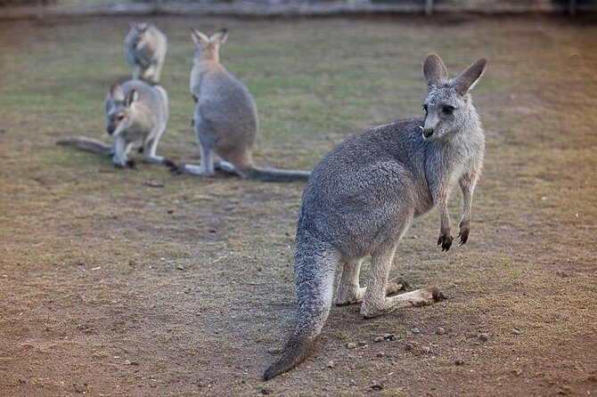 Private Tour: Blue Mountains Day Trip from Sydney - An In-Depth Look at the Blue Mountains Day Trip