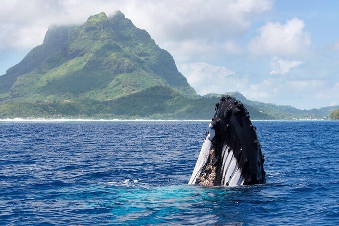 Private Tour: Bora Bora Whale Watching & Swimming Experience - Key Points