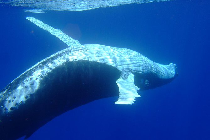 Private Tour: Bora Bora Whale Watching & Swimming Experience - Practical Details to Keep in Mind