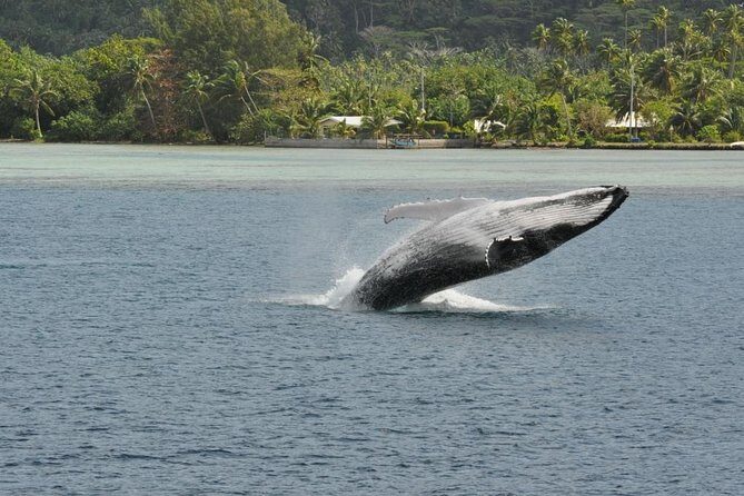 Private Tour: Bora Bora Whale Watching & Swimming Experience - Final Thoughts