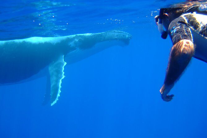 Private Tour: Bora Bora Whale Watching & Swimming Experience - FAQ