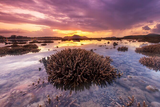 Private Tour Buccoo Reef and Nylon Pool - Key Points