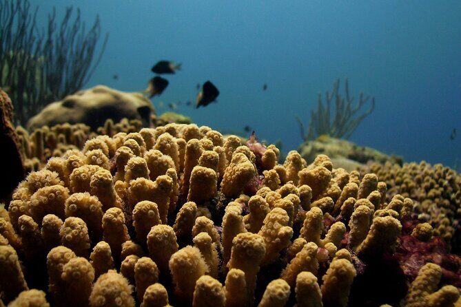 Private Tour Buccoo Reef and Nylon Pool - Practical Details and Tips