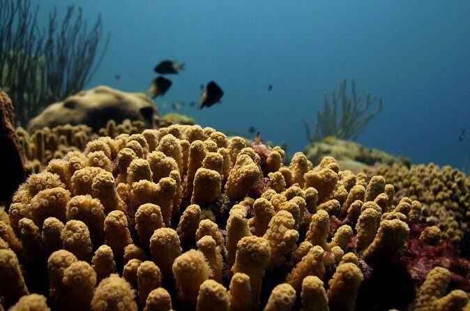 Private Tour Buccoo Reef and Nylon Pool - Why Choose This Tour?