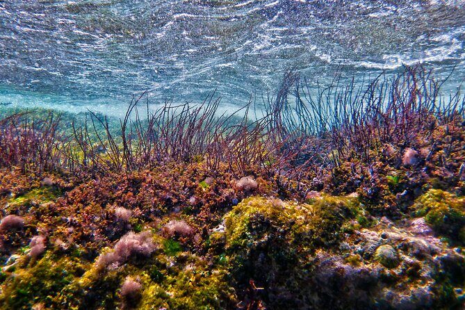 Private Tour Buccoo Reef and Nylon Pool - Frequently Asked Questions