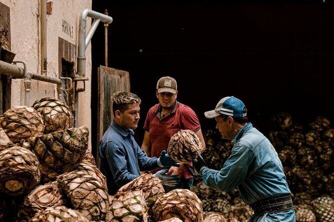 Private Tour Cascahuin Distillery and visit to Tequila - A Close Look at the Itinerary