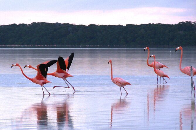 Private Tour: Celestun Biosphere Reserve by Yucatan Concierge - Transportation and Timing