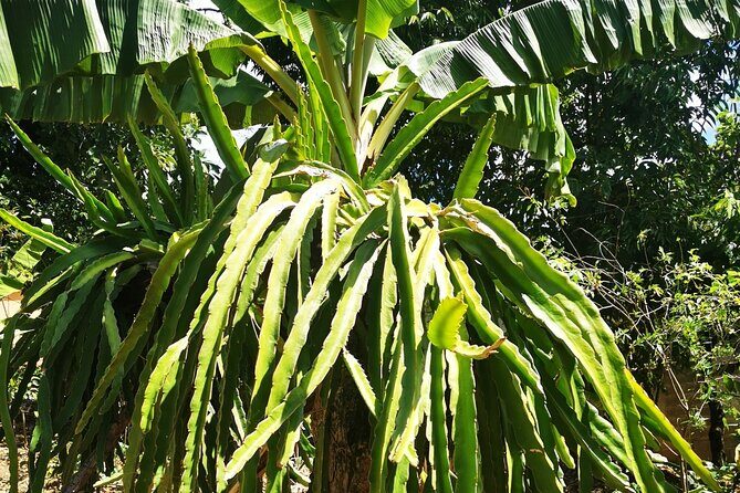 Private Tour: Cocoa, Coffee, Local Market and Cigars Factory - Who This Tour Is Best For