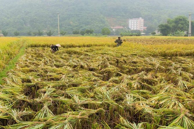 Private Tour: Day Tour of Mai Chau from Hanoi - Who Is This Tour Best For?