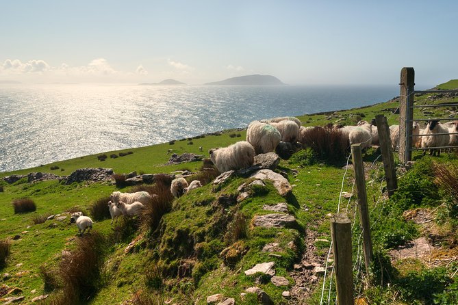 Private Tour: Dingle Peninsula from Dingle - FAQ