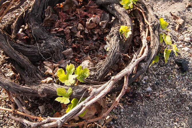 Private Tour: Discover South of Santorini - Tour Features