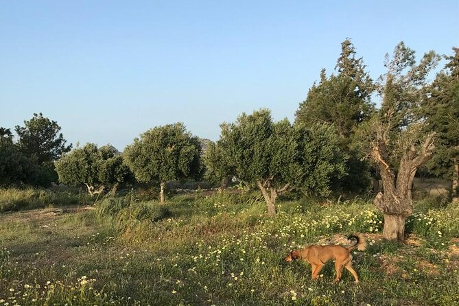 Private Tour: Discover the Secret World of Olives in Afantou - FAQs