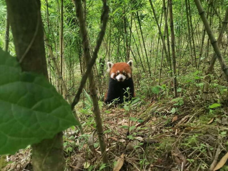 Private Tour: Discovering Pandas & the Majestic Giant Buddha - Summary