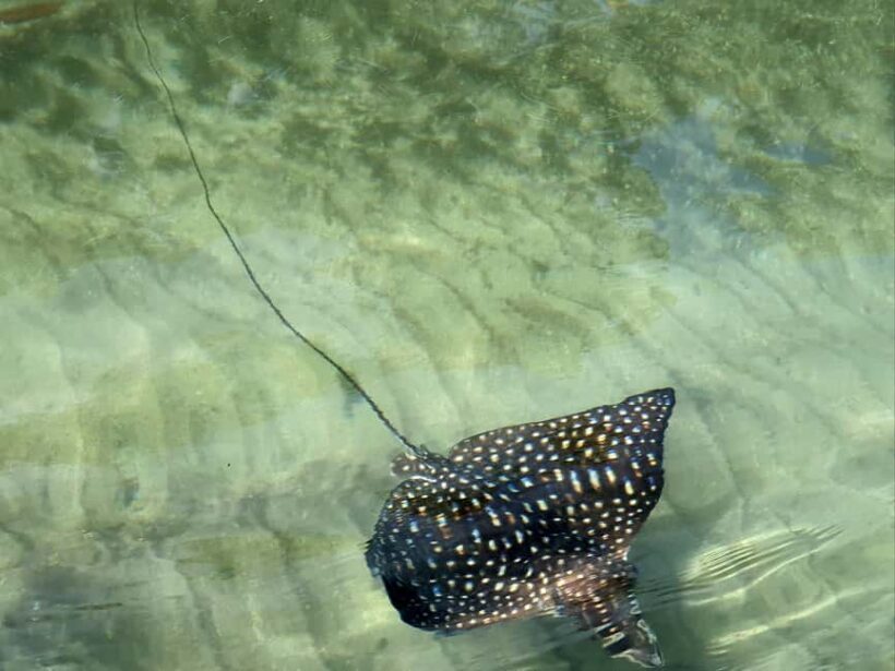 Private tour: Dudu cenotes + Playa Grande Beach + much more - Key Points