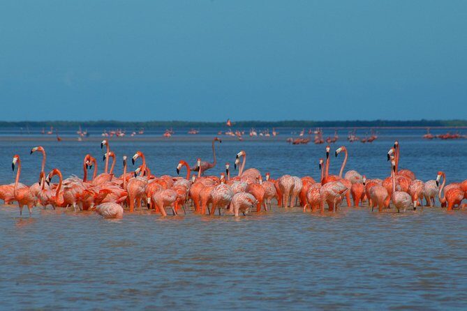 Private Tour: Ek Balam, Pink Flamingos Sanctuary and Tequila Tasting Factory - Discovering the Pink Flamingos Sanctuary
