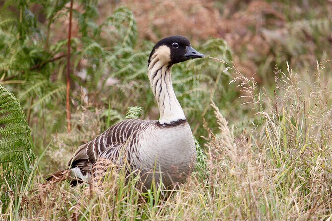 Private Tour: Experience Active Kilauea Volcano & Hilo Rainbow Falls - FAQ