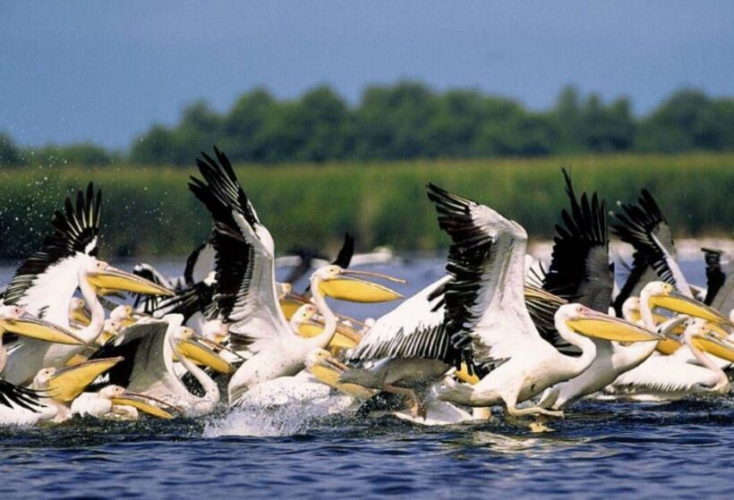Private Tour from Bucharest to Danube Delta 2 Days Tour - An Inside Look at the Danube Delta Tour