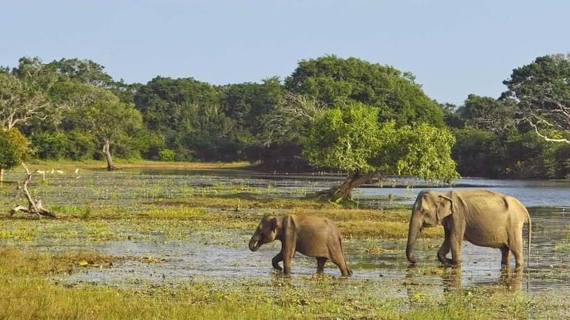 Private Tour from Ella to Hiriketiya with Yala Safari - Key Points