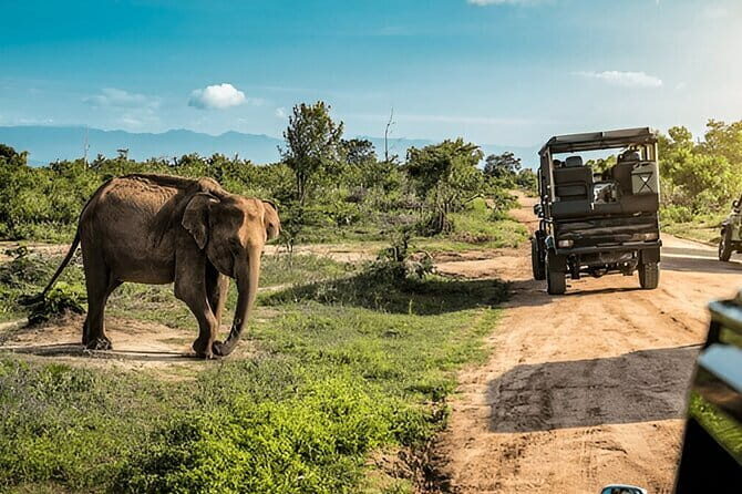 Private Tour from Ella to Mirissa with Udawalawe Safari - Introduction