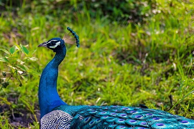 Private Tour from Ella to Mirissa with Udawalawe Safari - A Full Breakdown of the Experience