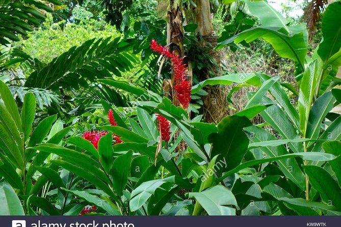 Private Tour From Ocho Rios To Konoko Falls And Garden and Shopping - A Closer Look at the Experience
