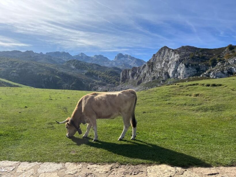 Private Tour from Oviedo to Covadonga and Europe Peaks lakes - Exploring Asturias: A Close-Up look at the Private Tour from Oviedo to Covadonga and the Lakes of Europe Peaks