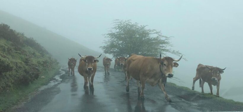 Private Tour from Oviedo to Covadonga and Europe Peaks lakes - FAQ