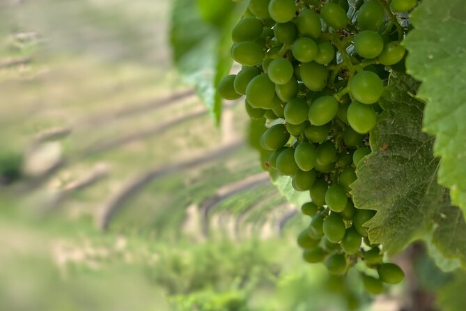 Private Tour From Porto To Douro Valley With River Boat Ride - Who Should Book This Tour?