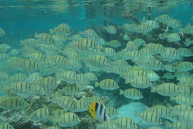 Private tour from Raiatea - 1/2 day excursion to Tahaa or other - A Closer Look at the Itinerary and What You Can Expect