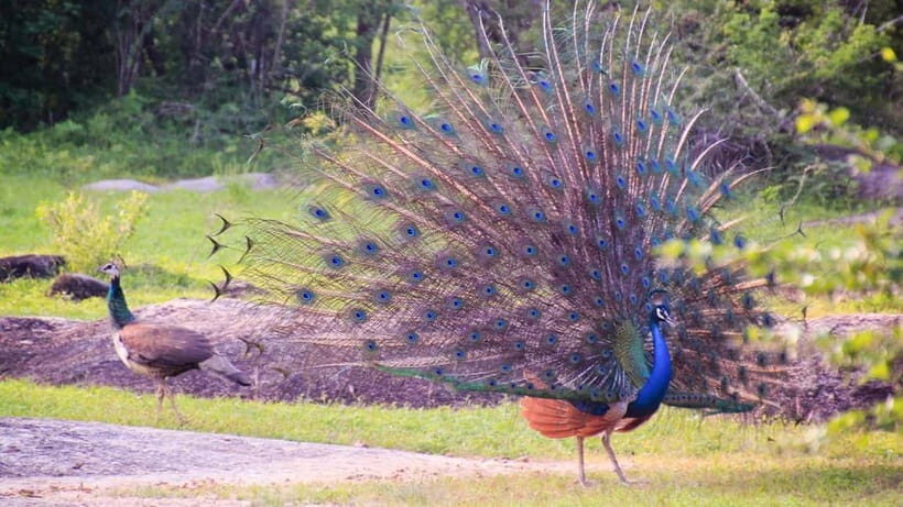 Private Tour from Sigiriya to Kandy with Wasgamuwa Safari - An In-Depth Look at the Tour