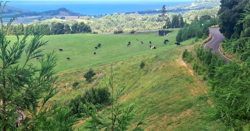 Private Tour Full Day Sete Cidades and Lagoa do Fogo - Key Points