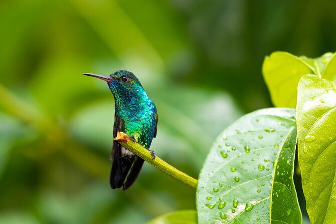 Private Tour Full Island Tobago - Coastal Villages: Speyside and Charlotteville