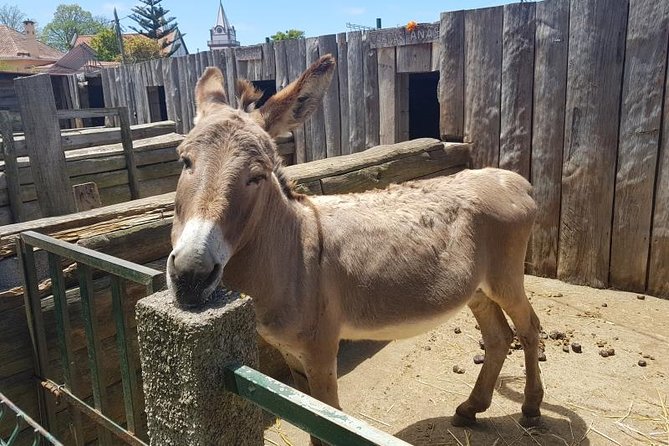 Private Tour Half-day Southwest Madeira - What to Expect from the Experience