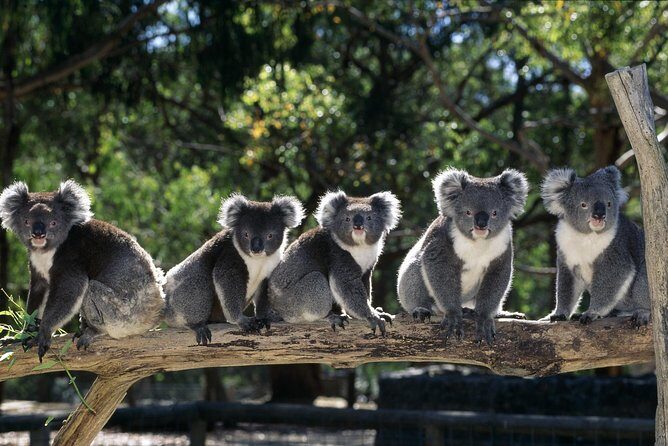 [Private Tour] Healesville Sanctuary Wildlife & Puffing Billy Steam Train - Introduction