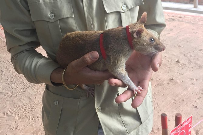 Private Tour: HERO Rats & Angkor National Museum - The Sum Up