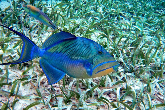 Private Tour History, Local Food and Snorkeling Whole Island - FAQ