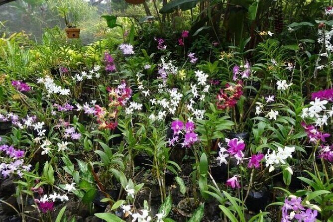 Private Tour: Hot spings & Sleeping Giant Garden hiking Adventure - Exploring the Itinerary: What to Expect