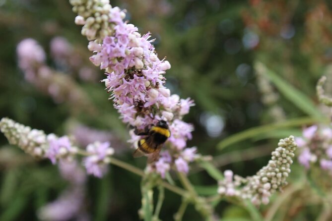 Private Tour in Chania Monasteries - FAQs