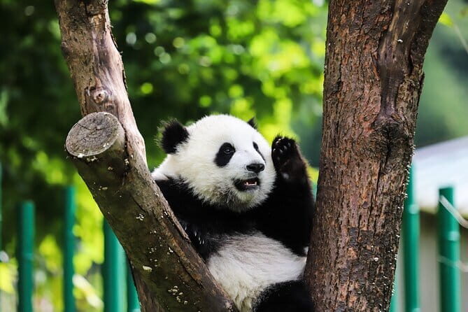 Private tour in Chengdu Panda Base and Leshan Giant Buddha - Key Points